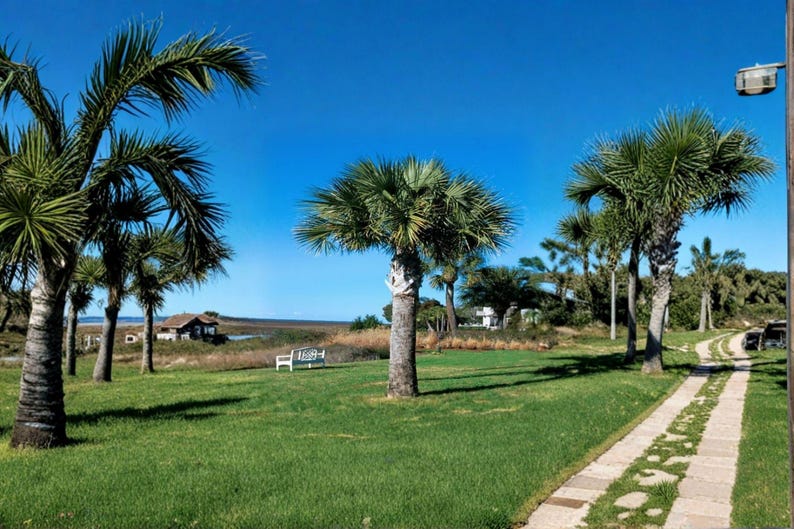 Cabbage Palm – Sabal Palmetto 5 Seeds | Iconic Native Palm | Hardy ...