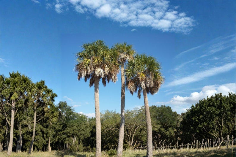 Cabbage Palm – Sabal Palmetto 5 Seeds | Iconic Native Palm | Hardy ...