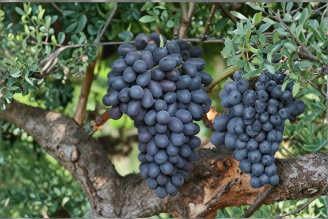 Autumn Royal Grape Vine Plant – 1 Very Rare Organic Live Plant | 1–2 ...