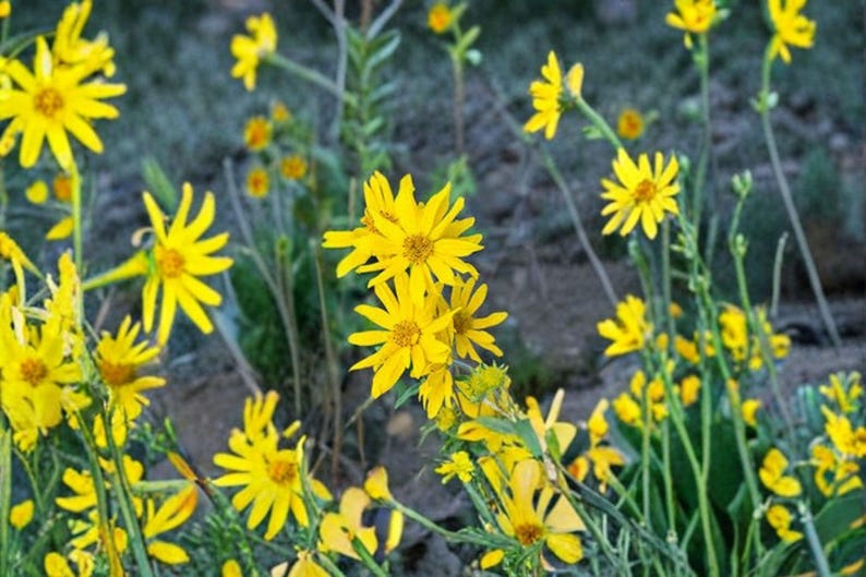 Showy Goldeneye – Heliomeris Multiflora 100 Seeds | Native Western ...