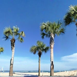 Cabbage Palm – Sabal Palmetto 5 Seeds | Iconic Native Palm | Hardy ...