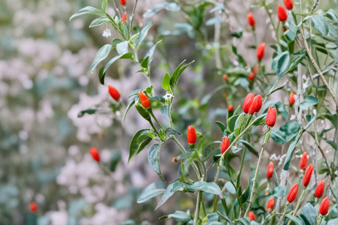 Chile Piquín – Hot Pepper 30 Seeds | Wild-type Chili | Small but Very ...