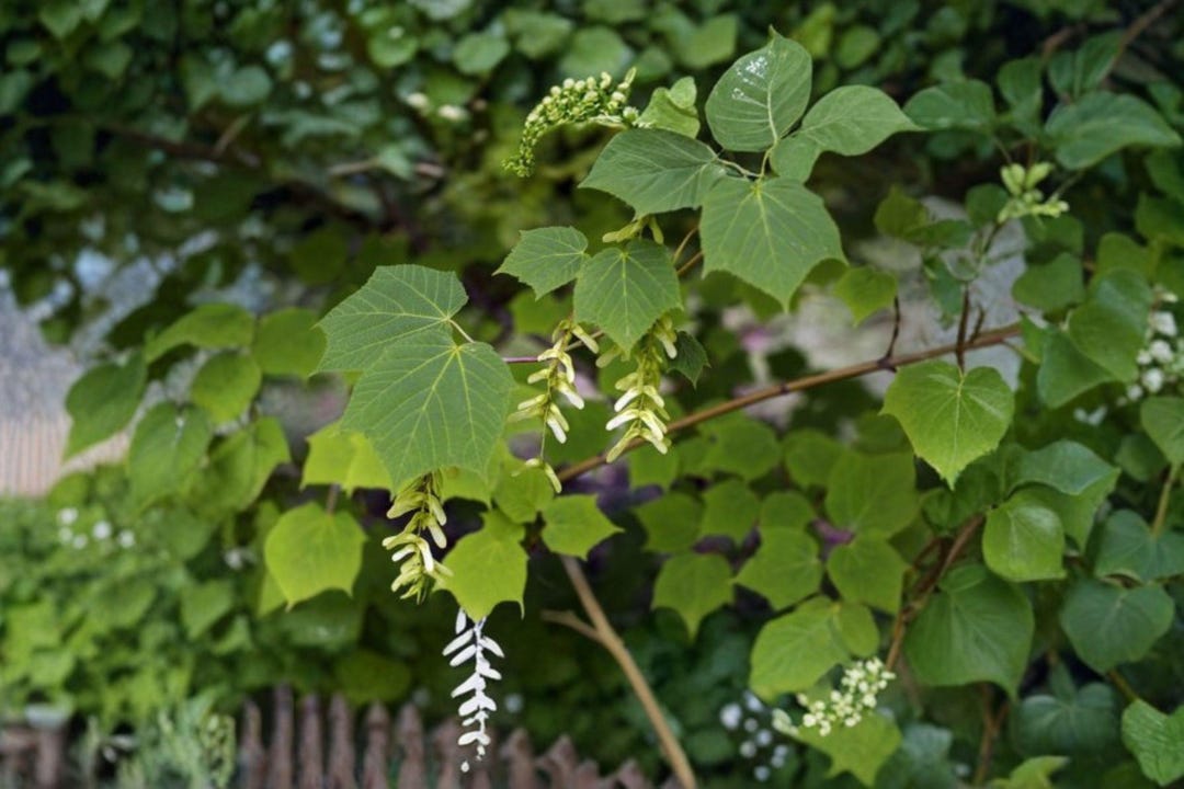 Manchurian Striped Maple – Acer Tegmentosum 10 Seeds | Distinctive ...