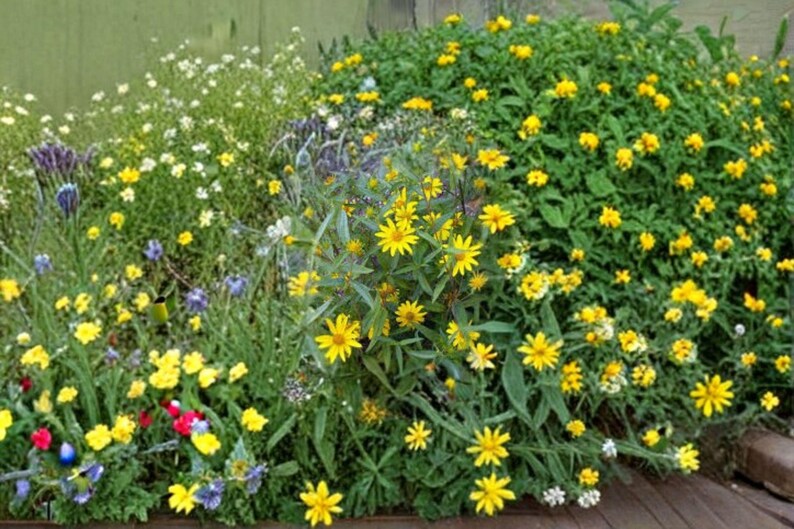 Showy Goldeneye – Heliomeris Multiflora 100 Seeds | Native Western ...