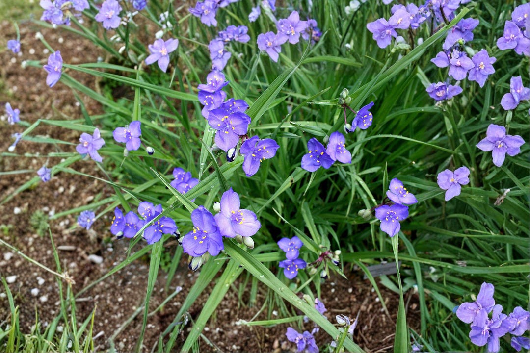 Tradescantia Occidentalis Western Spiderwort Seeds – 100 Native ...