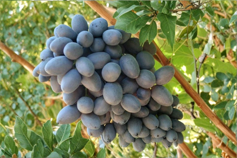 Autumn Royal Grape Vine Plant – 1 Very Rare Organic Live Plant | 1–2 ...