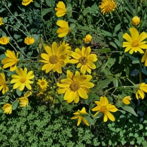 Showy Goldeneye – Heliomeris Multiflora 100 Seeds | Native Western ...