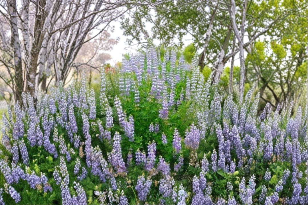Riverbank Lupine 15 Seeds | Native Pacific Northwest Lupine | Blue ...
