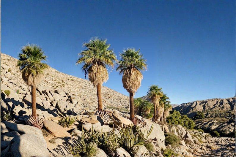 California Fan Palm Seeds – Washingtonia Filifera, Native Desert ...