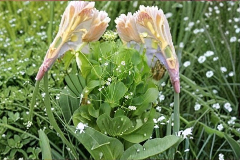 Alisma Subcordatum – Mud Plantain 500 Seeds | Native Aquatic Plant ...