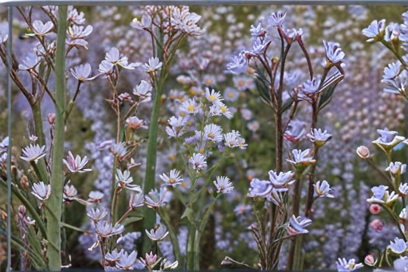 Smooth Blue Aster Seeds – Symphyotrichum Laeve, Native Perennial ...