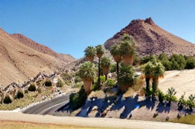 California Fan Palm Seeds – Washingtonia Filifera, Native Desert ...