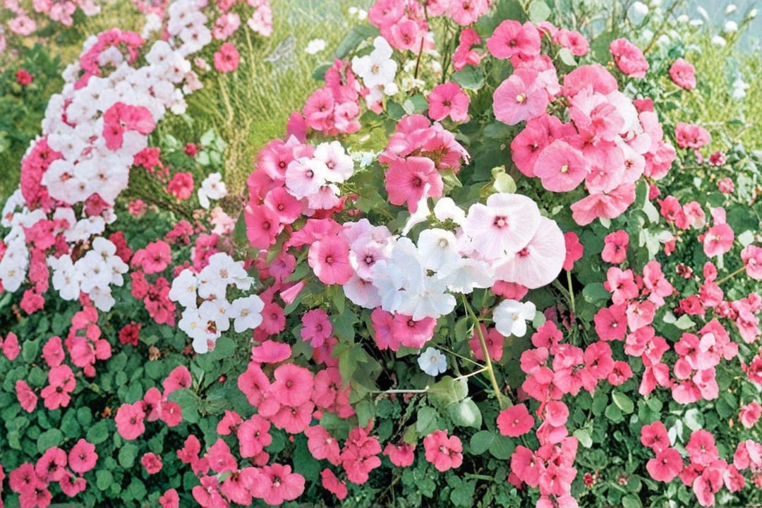 Rose Mallow – Dwarf Mix 40 Seeds | Compact Hardy Hibiscus | Mixed Bloom ...