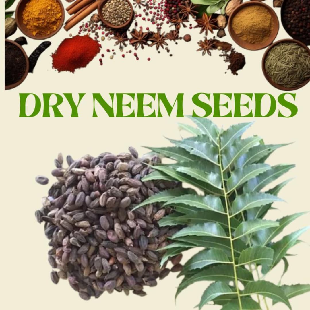Neem Tree Seeds, Azadirachta Indica Seed, Neem Giri, Niboli, Nimboli by ...