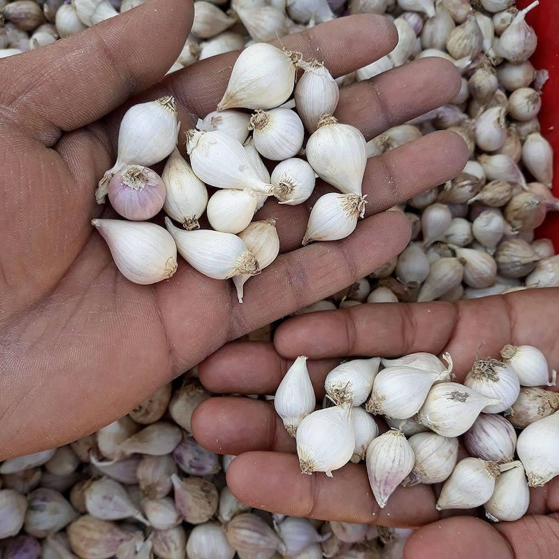 Solo Garlic - Etsy