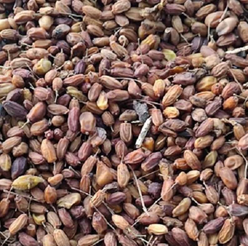 Neem Tree Seeds, Azadirachta Indica Seed, Neem Giri, Niboli, Nimboli by ...