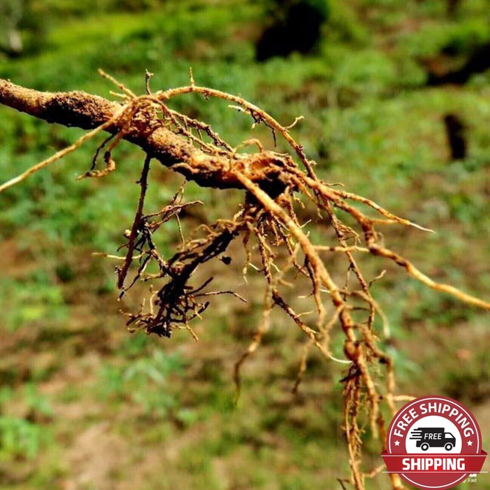 Dried Sensitive Plant Mimosa Pudica Root Sleeping Grass (touch-me-not ...