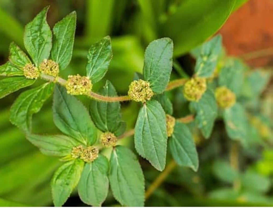 Organic Dried Euphorbia Hirta Leaf | Asthma Plant Leaves | Hairy Spurge ...