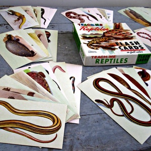 Vintage Reptiles Flashcards by Renwal, Excellent Condition Plus Box ...