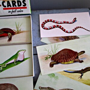 Vintage Reptiles Flashcards by Renwal, Excellent Condition Plus Box ...
