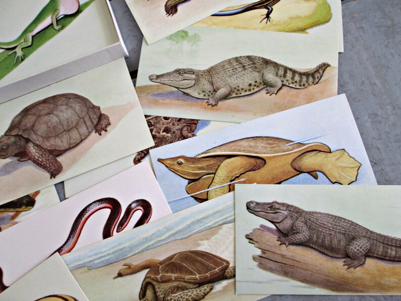 Vintage Reptiles Flashcards by Renwal Excellent Condition | Etsy