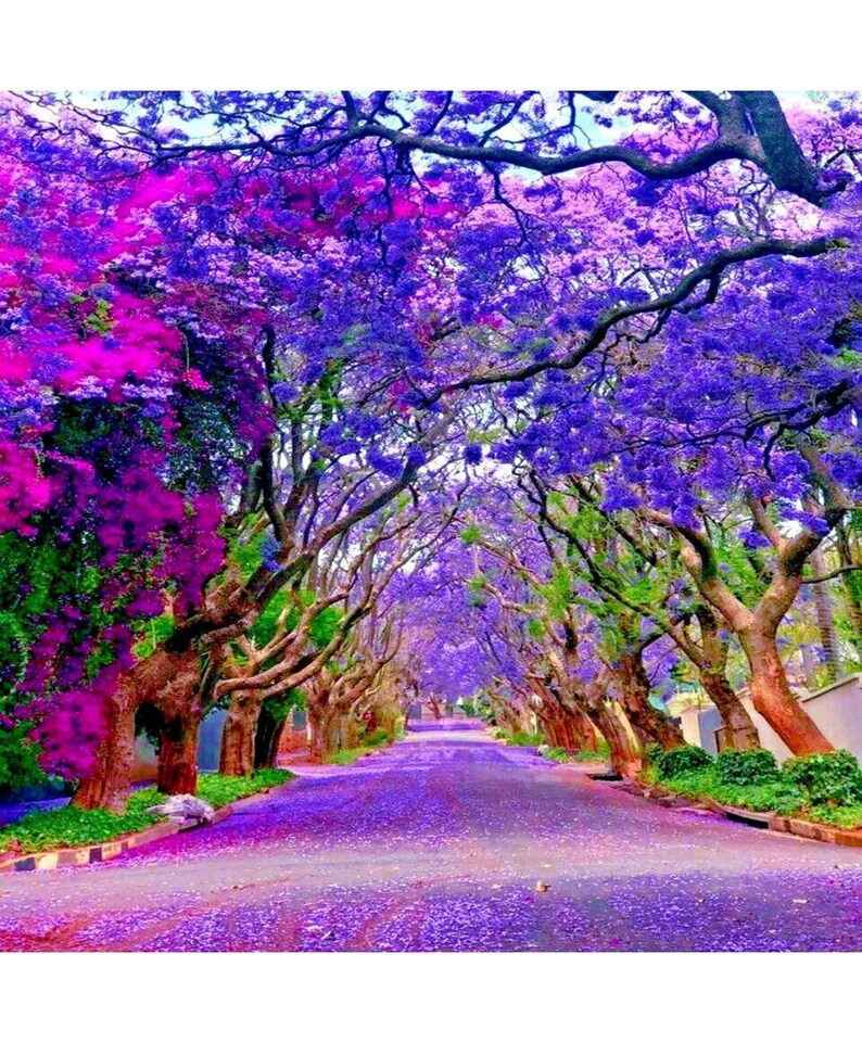 Jacaranda Fern Tree Seeds (jacaranda Mimosifolia) – Tropical Blue Flowering Tree | Rare Bonsai ...