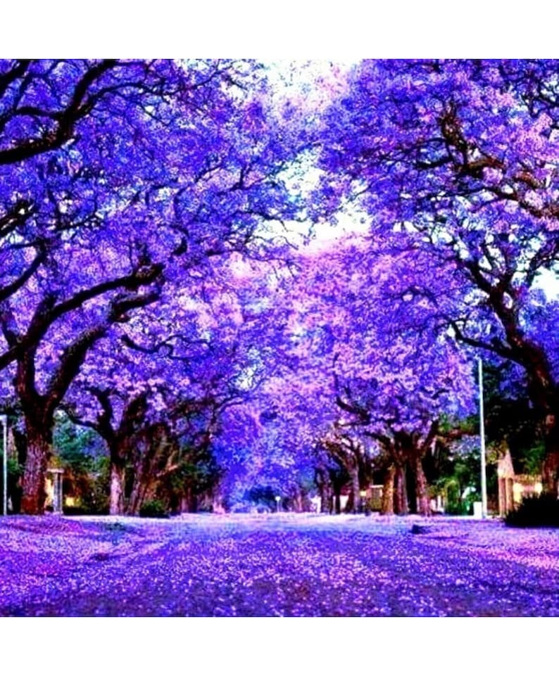 Jacaranda Fern Tree Seeds (jacaranda Mimosifolia) – Tropical Blue Flowering Tree | Rare Bonsai ...
