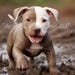 40 Adorable Pictures of Puppies Playing in the Mud, Cutest Puppies Ever ...