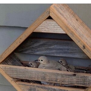Ready to Ship 3-5 Days Dove / Wren/ Tree Swallow Nesting Box With Mom ...