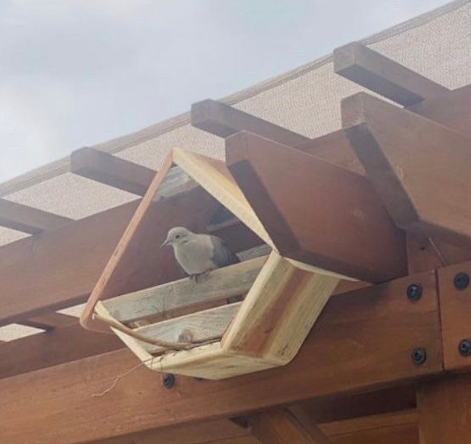 Ready to Ship in 3-5 Days Dove or Wren Box - Etsy