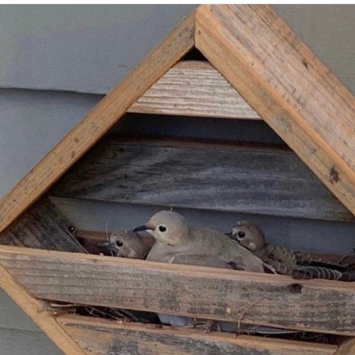 Dove Nesting Box - Etsy
