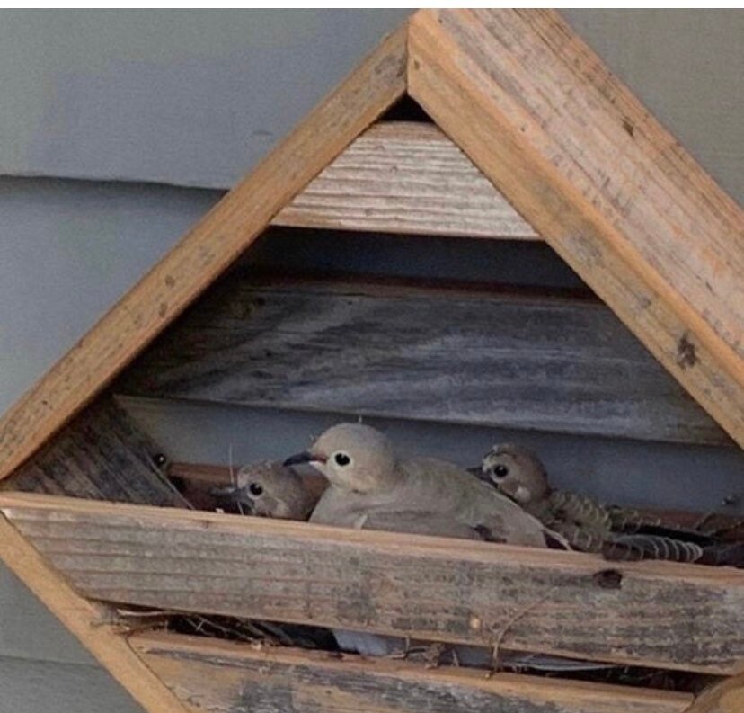 Mourning Dove Nest Box