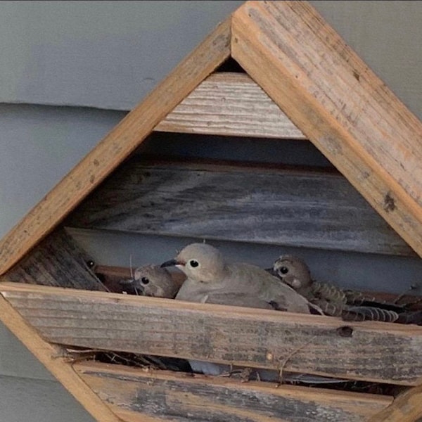 Bird Nesting Box - Etsy