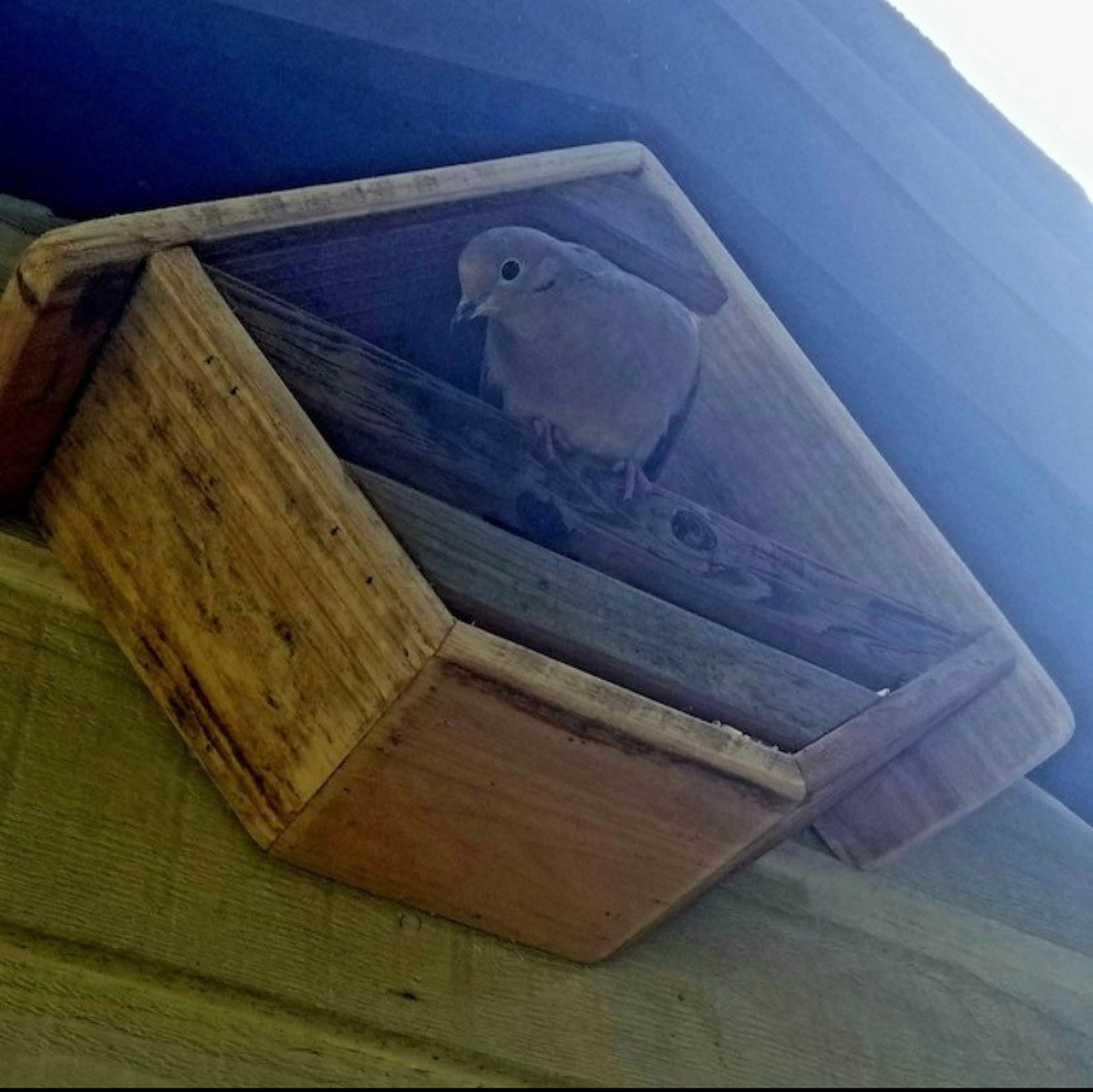 Ready to Ship in 3-5 Days Dove or Wren Box - Etsy