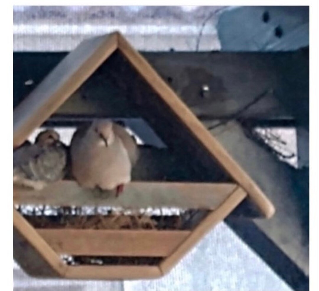 Our Dove/wren Nesting Boxes of New & Reclaimed Redwood Are the Perfect ...