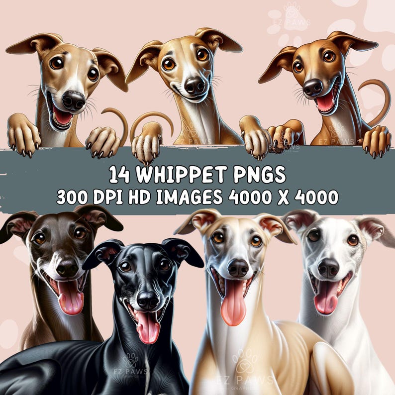 Whippet Dog Clipart Bundle, Cartoon Breed Graphics (PNG, Digital ...