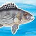 Salt Water Fishes Svg V3 - Goliath Grouper, Kingfish, Grunt, Hardhead ...