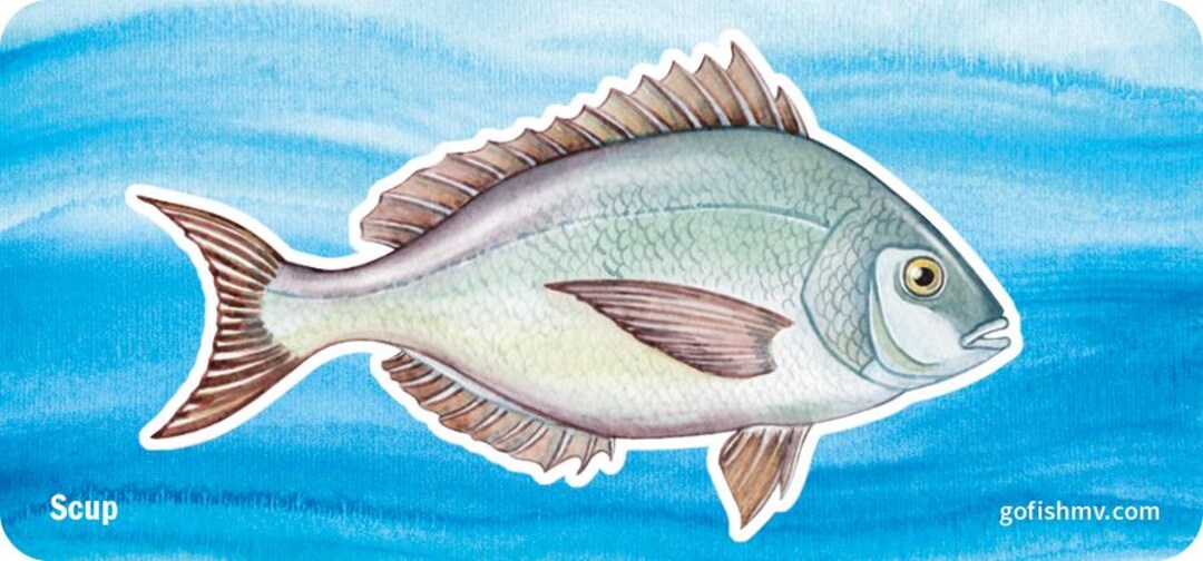 Scup Fish Sticker - 6" Wide, Glossy Die-cut - Etsy