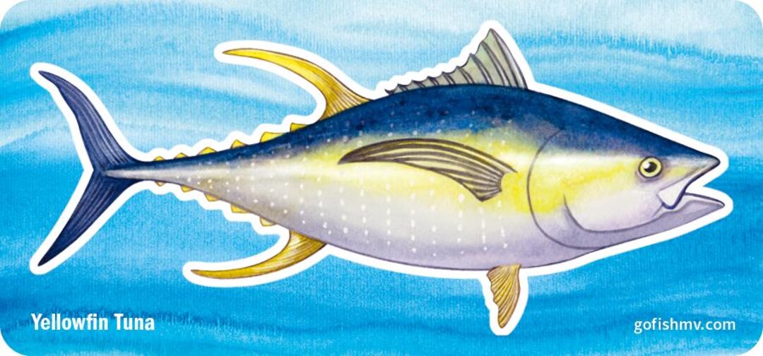Yellowfin Tuna Sticker - 6" Wide, Glossy Die Cut - Etsy