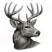 Detailed Deer Head SVG | Whitetail Buck Hunting Design (digital ...