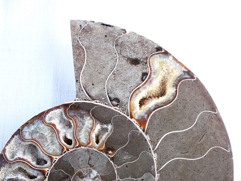 Large Ammonite Fossil - Cleoniceras - Polished Suture Lines - Druzy ...