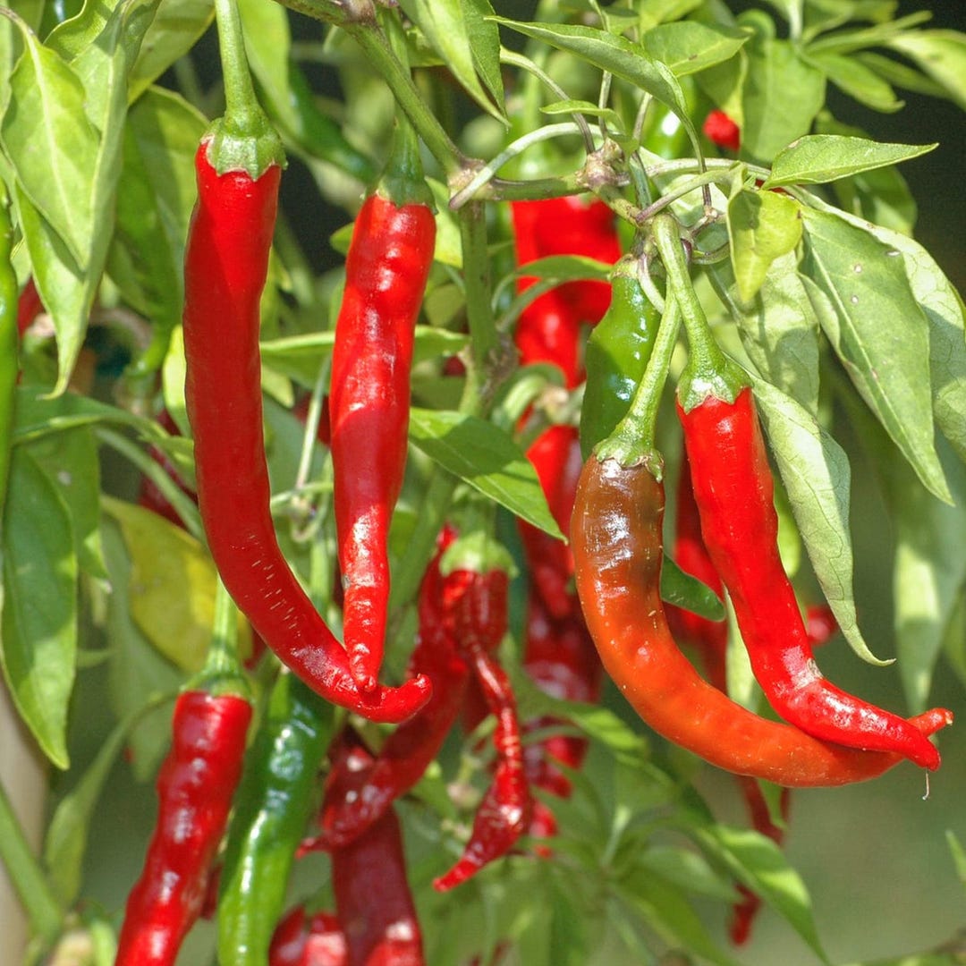 Cayenne Long Slim Pepper Seeds | 50+ Heirloom Hot Chili Seeds - Etsy