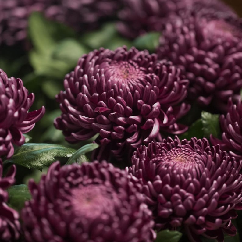 Twilight Plum Chrysanthemum Seeds: Vibrant Plum Flower, Non-gmo - Etsy