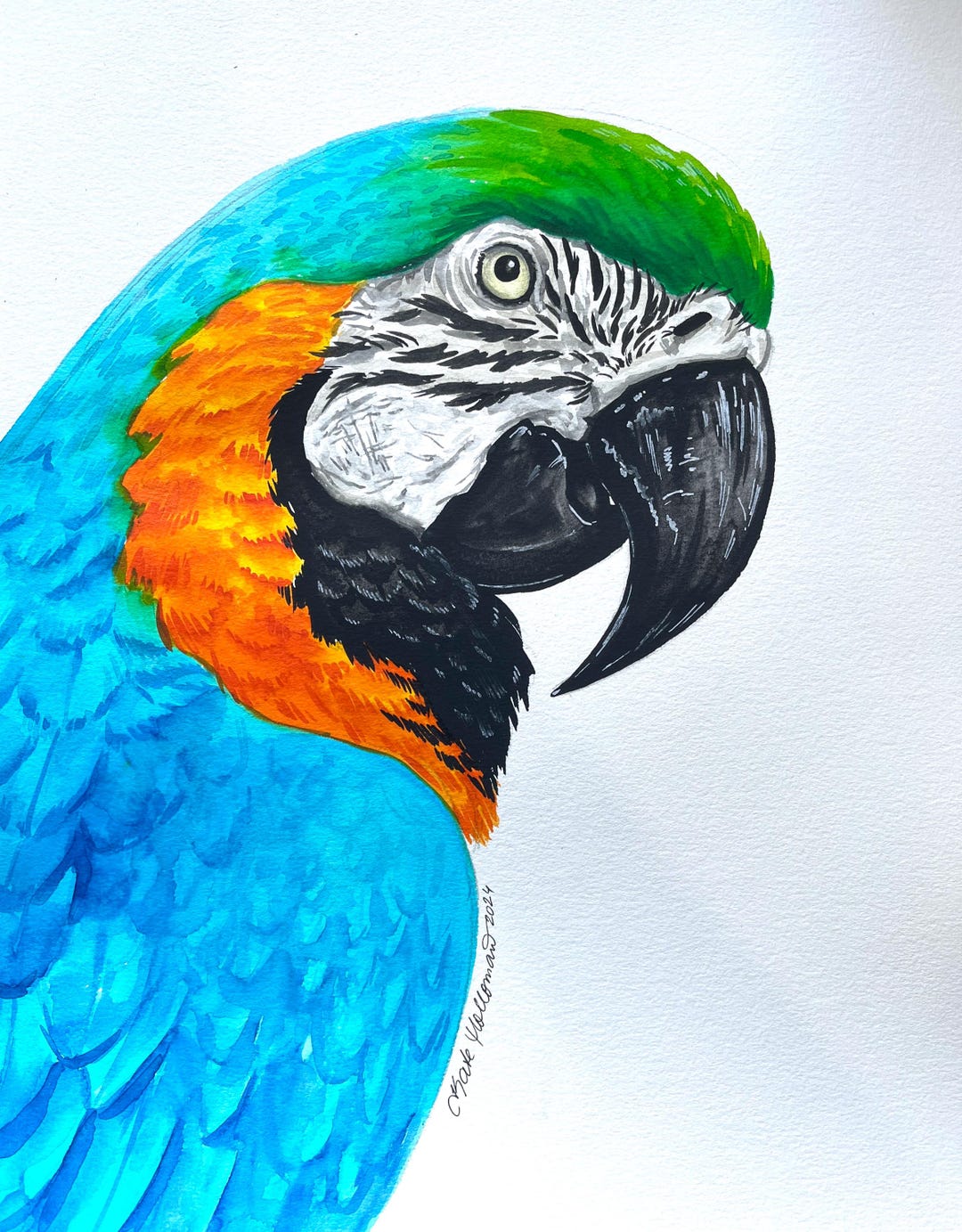 Blue and Gold Macaw - Original Watercolor Painting 11x14 on 11x15 ...