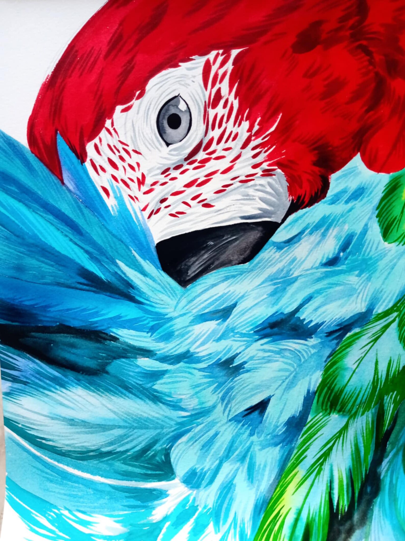 Scarlet Macaw - Original Watercolor Painting 11x14 on 11x15 Watercolor ...