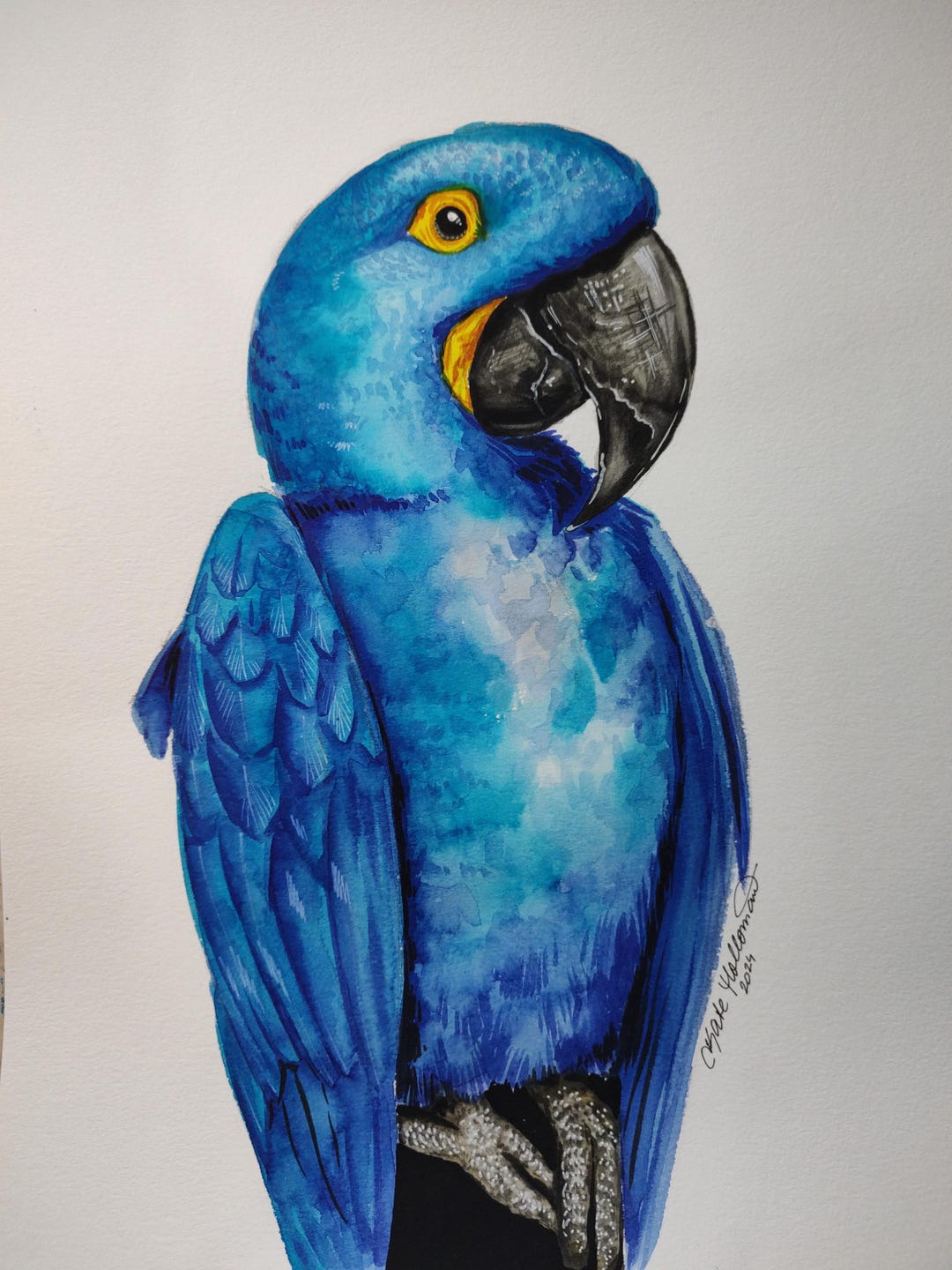 Hyacinth Macaw - Original Watercolor Painting 11x14 on 11x15 Watercolor ...