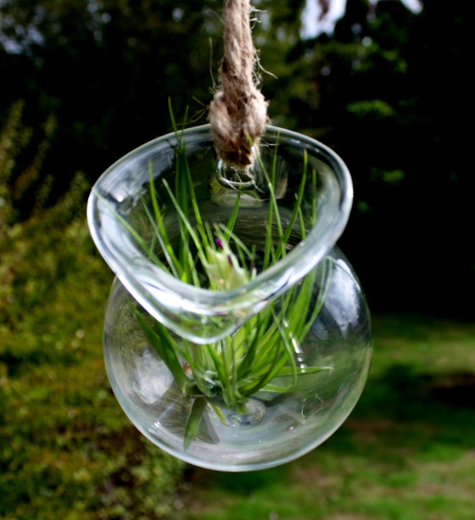 Hanging Jug Style Hand Blown Glass Plant Terrarium | Etsy