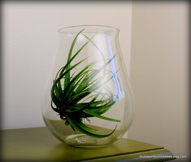 Tall Free Standing Blown Glass Plant Terrarium - Etsy