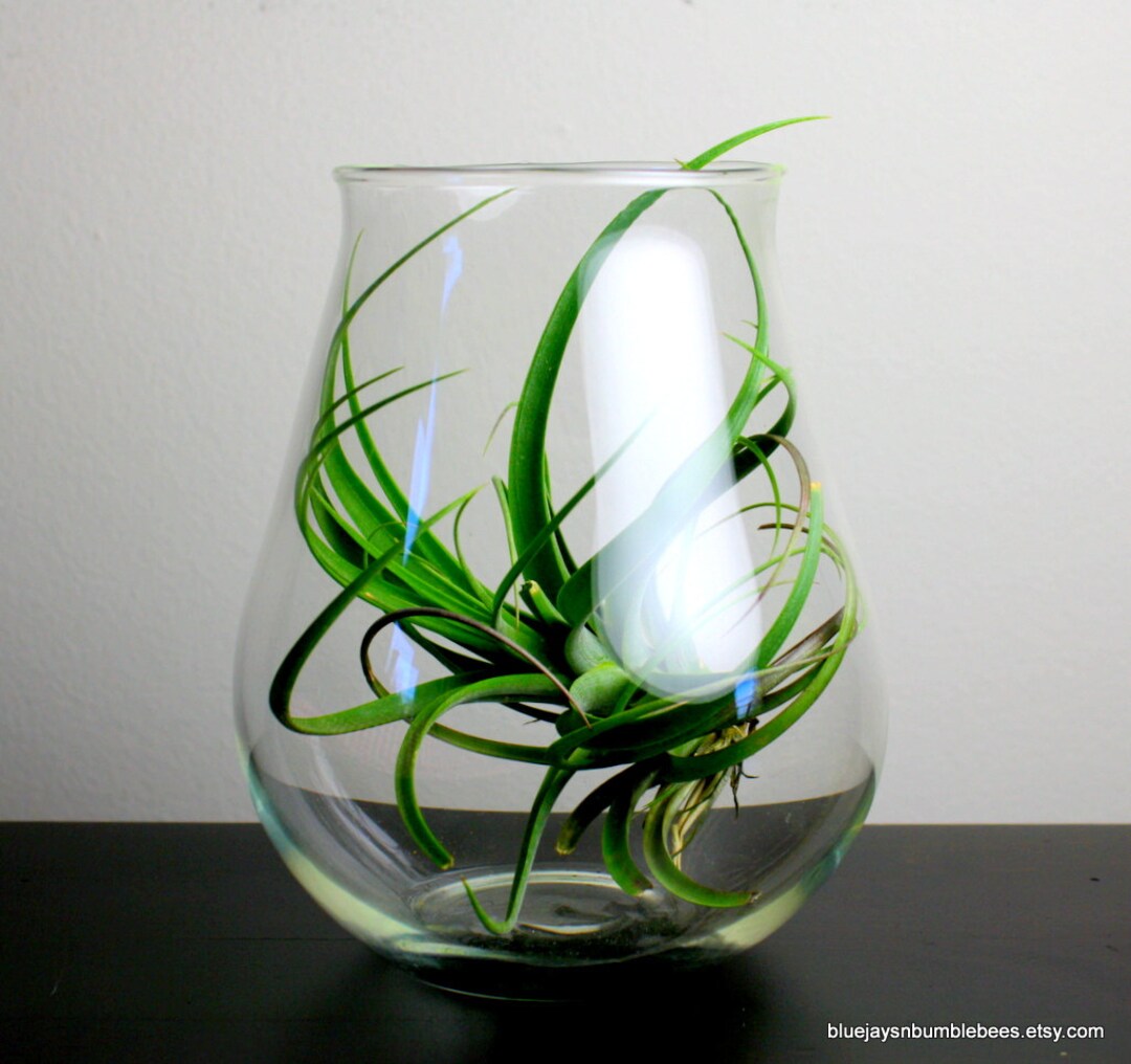 Tall Free Standing Blown Glass Plant Terrarium - Etsy