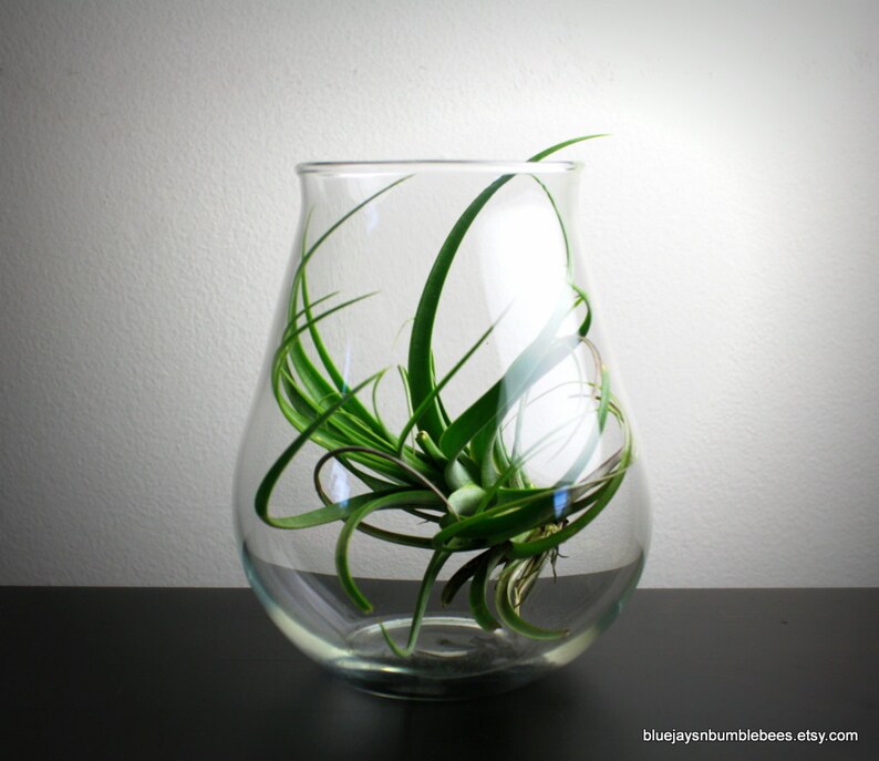 Tall Free Standing Blown Glass Plant Terrarium - Etsy